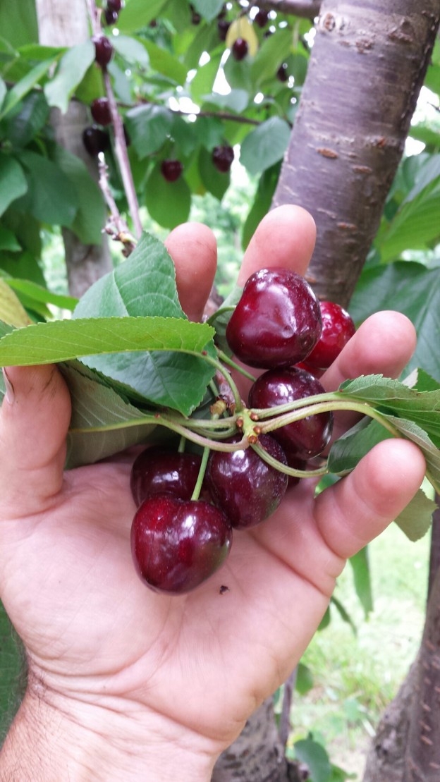 The ups and downs of cherries | The Fruitful Tree