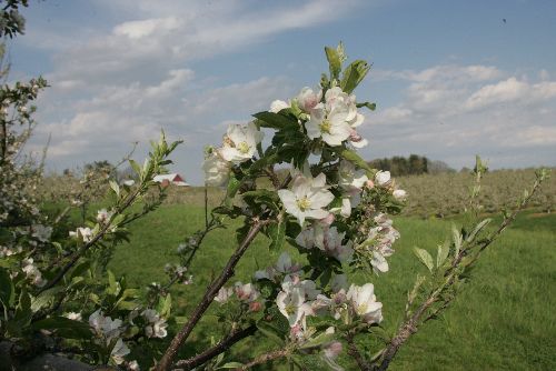View Shaw Orchards PhotoAlbum