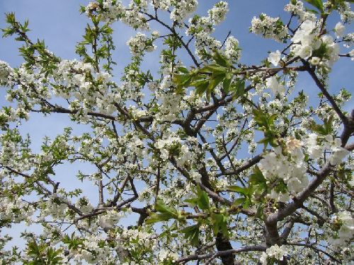 View Shaw Orchards PhotoAlbum