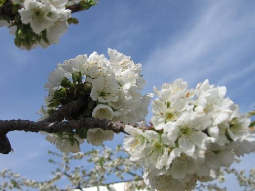 View Shaw Orchards PhotoAlbum